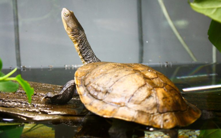 Turtle Tank Cleaning/Other Services - A to Z Aquarium Services